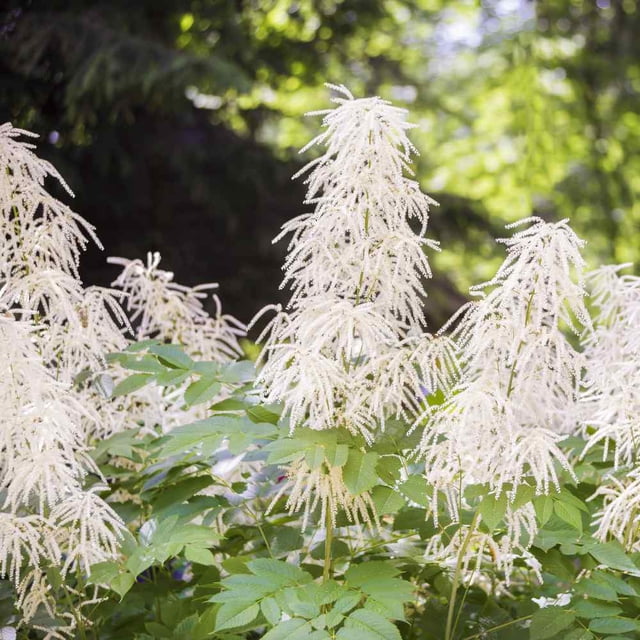 Outsidepride Aruncus Noble Spirit Flower Seed - 10000 Seeds - Walmart.com