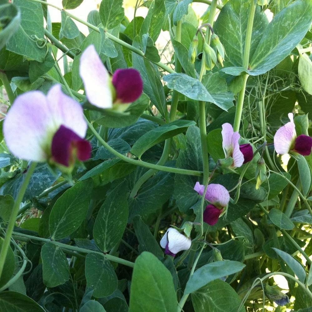 Outsidepride Austrian Winter Peas Legume Seed - 10 LBS - Walmart.com