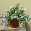 Bacopa Flower Garden Seeds - Utopia Series - Blutopia - 100 Seeds ...