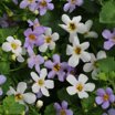 Outsidepride Bacopa Blutopia Blue Sutera Cordata Plant Seed - 40 Seeds ...