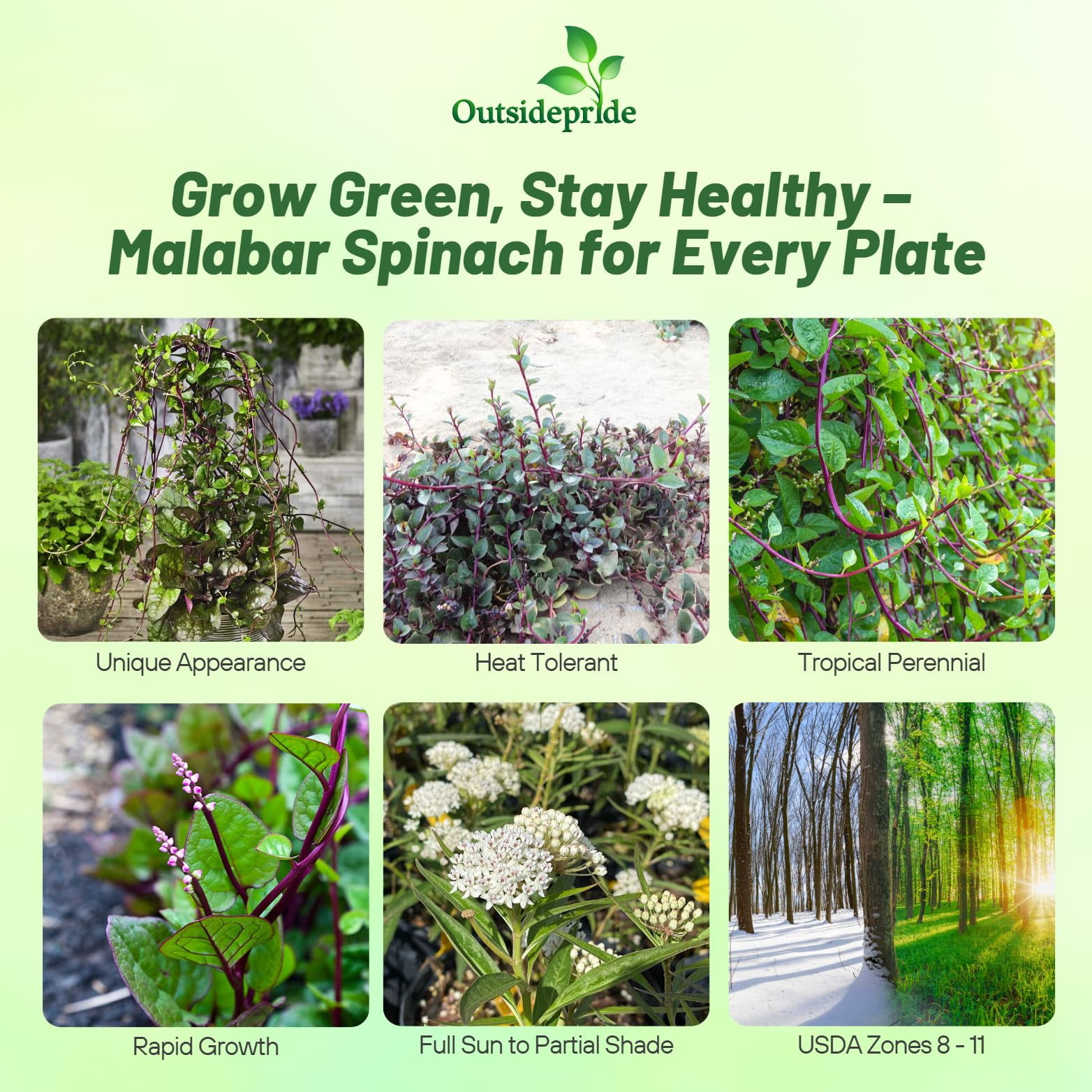 Outsidepride Basella Rubra Malabar Spinach Seeds - H2FSD100 Pcs ...