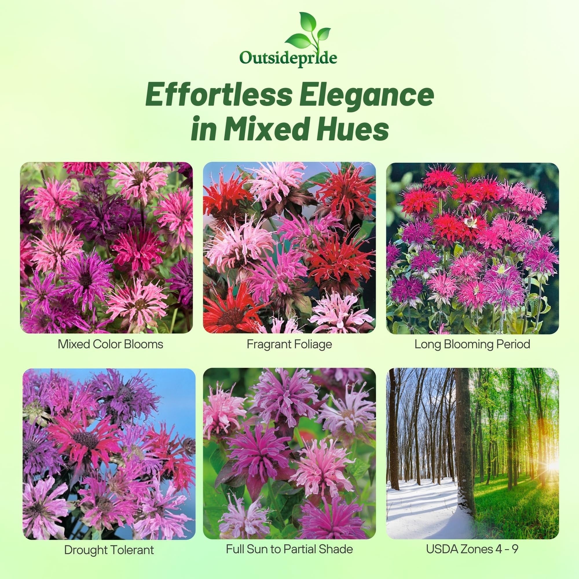 Outsidepride Bee Balm AJH3 Mix Seeds - 500 Pcs Perennial, to Grow ...