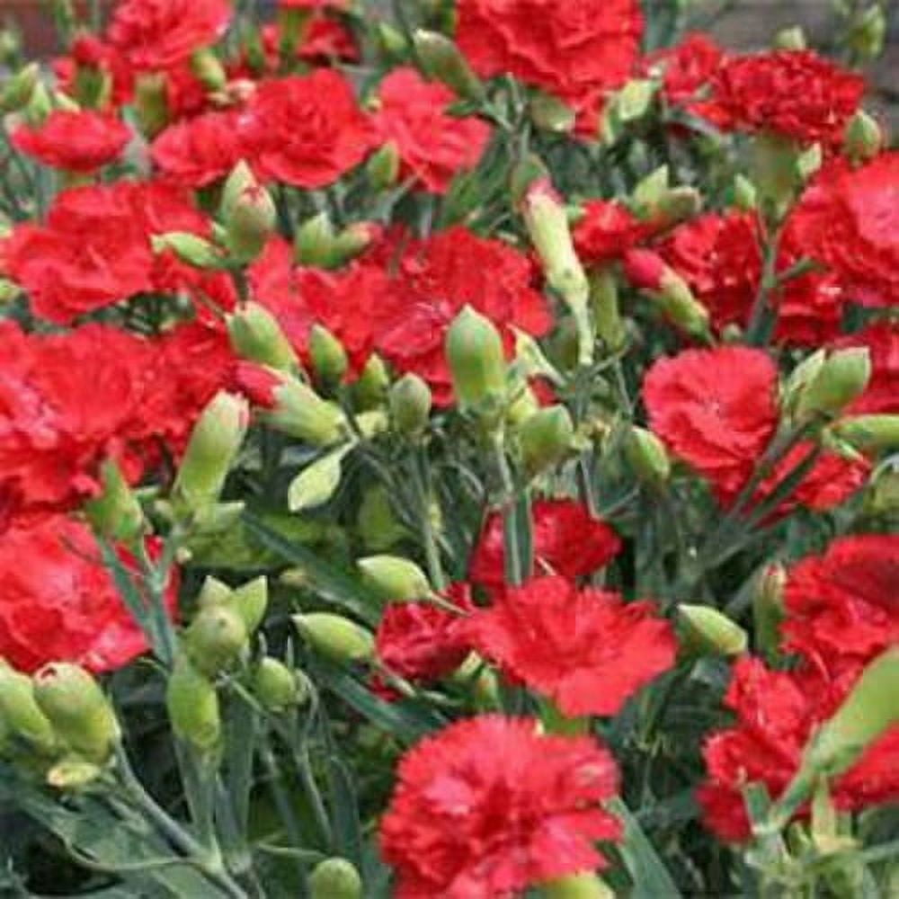 Outsidepride Biennial Scarlet Carnation Flower Seeds for Full Sun ...