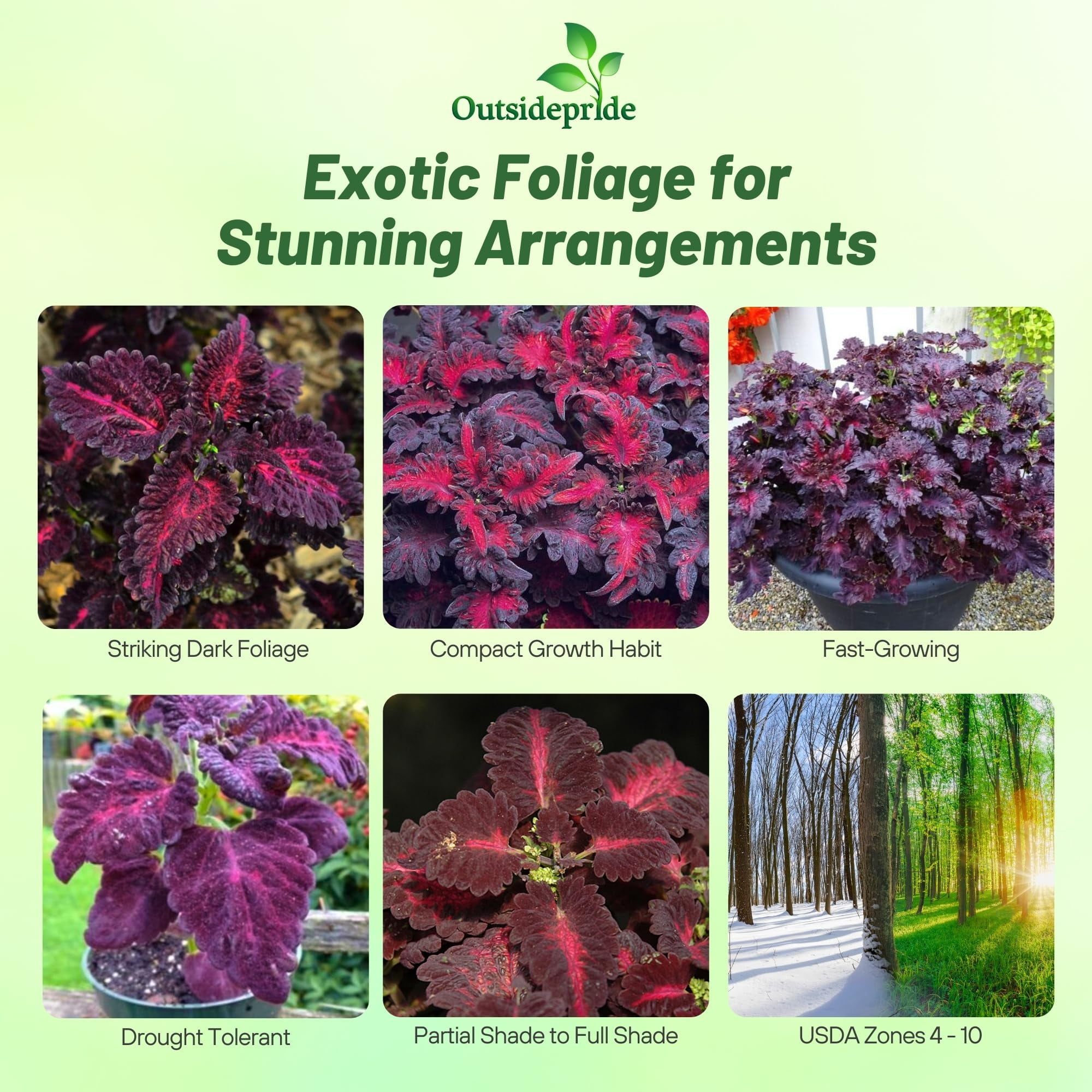 Outsidepride Black Dragon AJH3 Coleus Seeds - 200 Pcs Annual, Vibrant ...