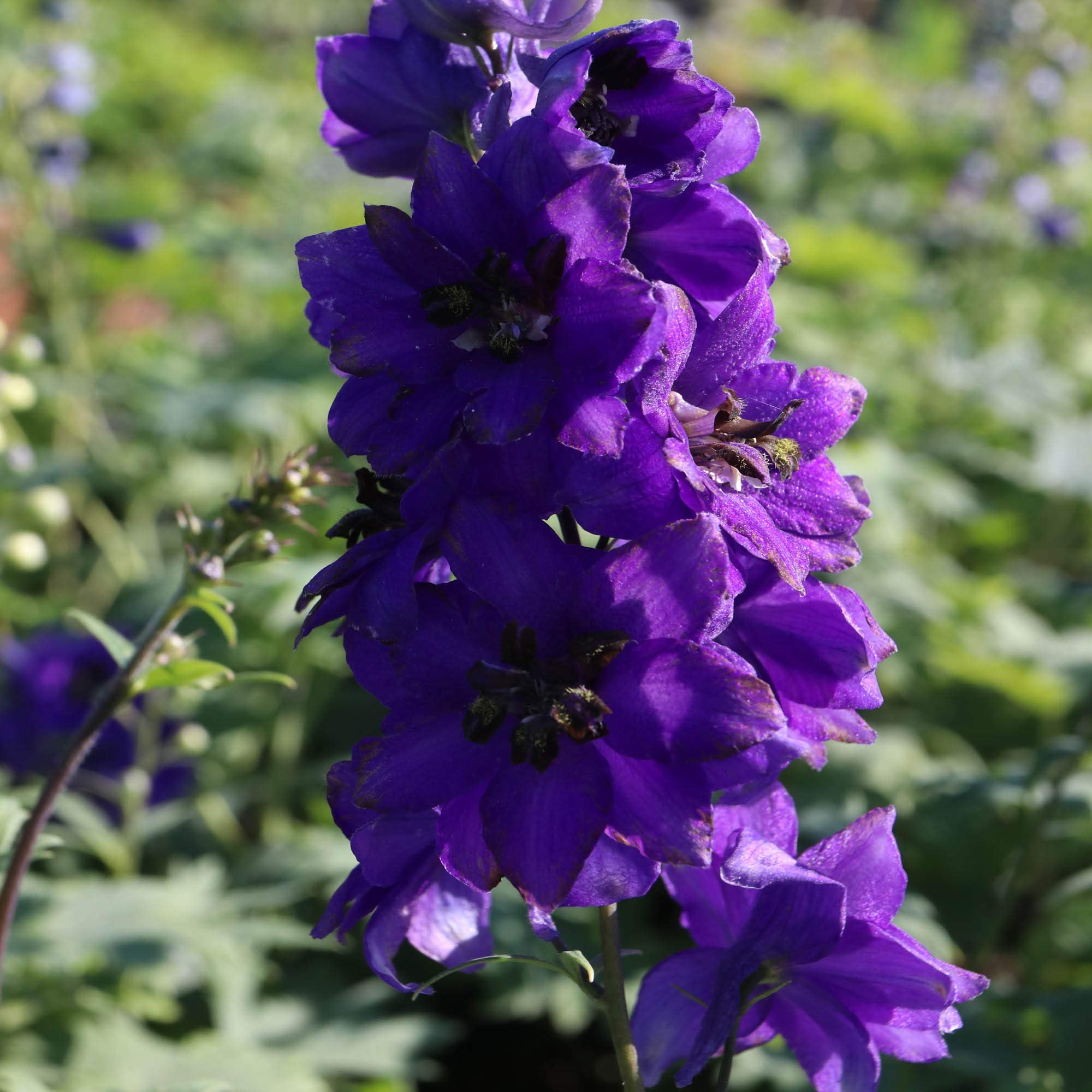 Outsidepride Black Knight Delphinium Seeds - 2000 MHD1Pcs Perennial ...