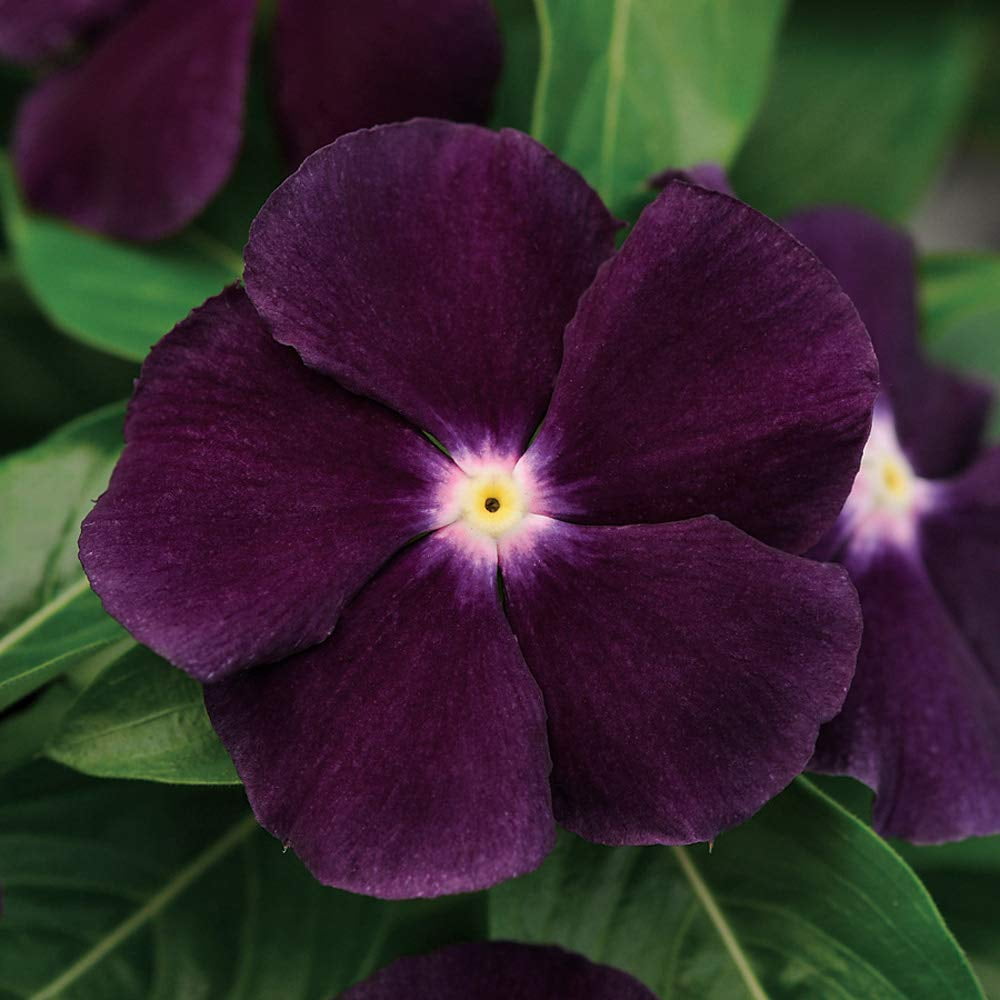 Outsidepride BlackBerry Periwinkle Seeds for Planting SMR- 50 Annual ...