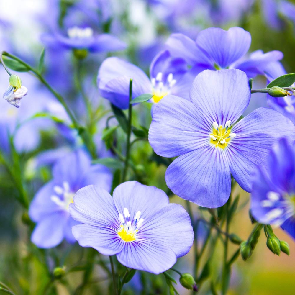 Outsidepride Blue Flax Seeds - 1/4 NSD3 lb Perennial Flower Seeds for ...