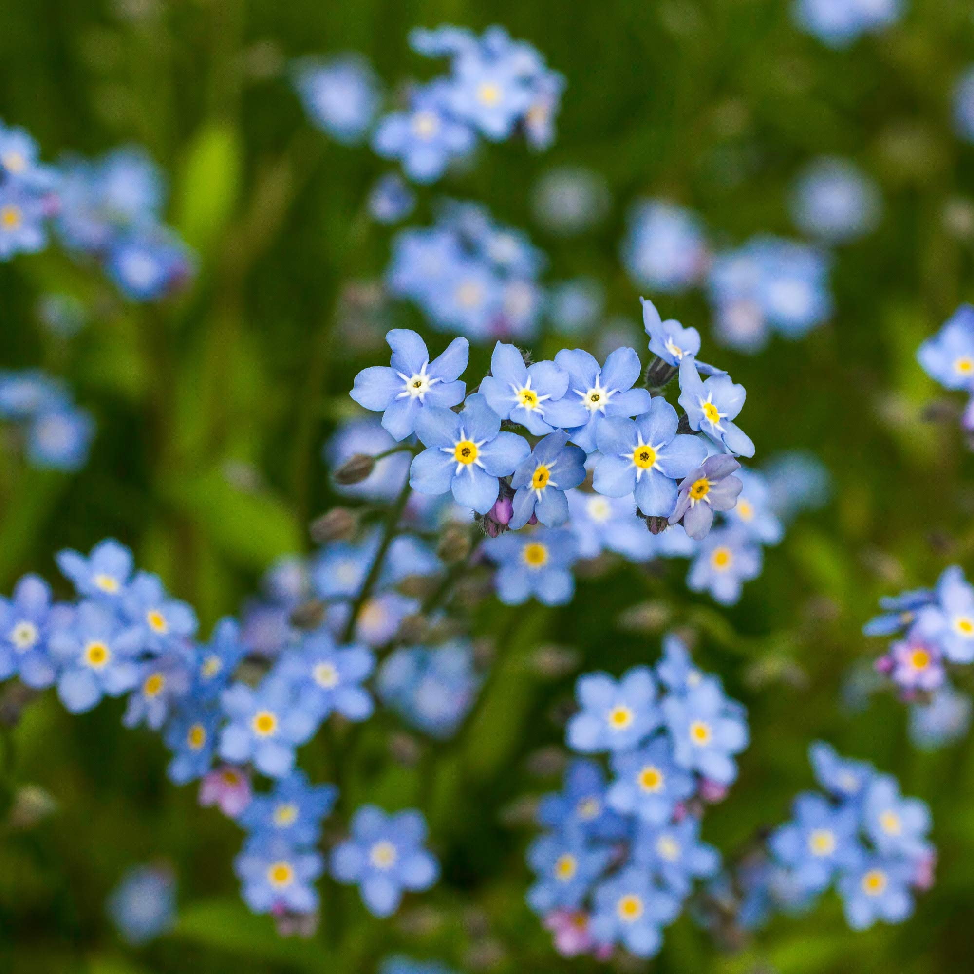 Outsidepride Blue Forget Me Not Seeds NSD3 - 5000 Low Growing, Self ...