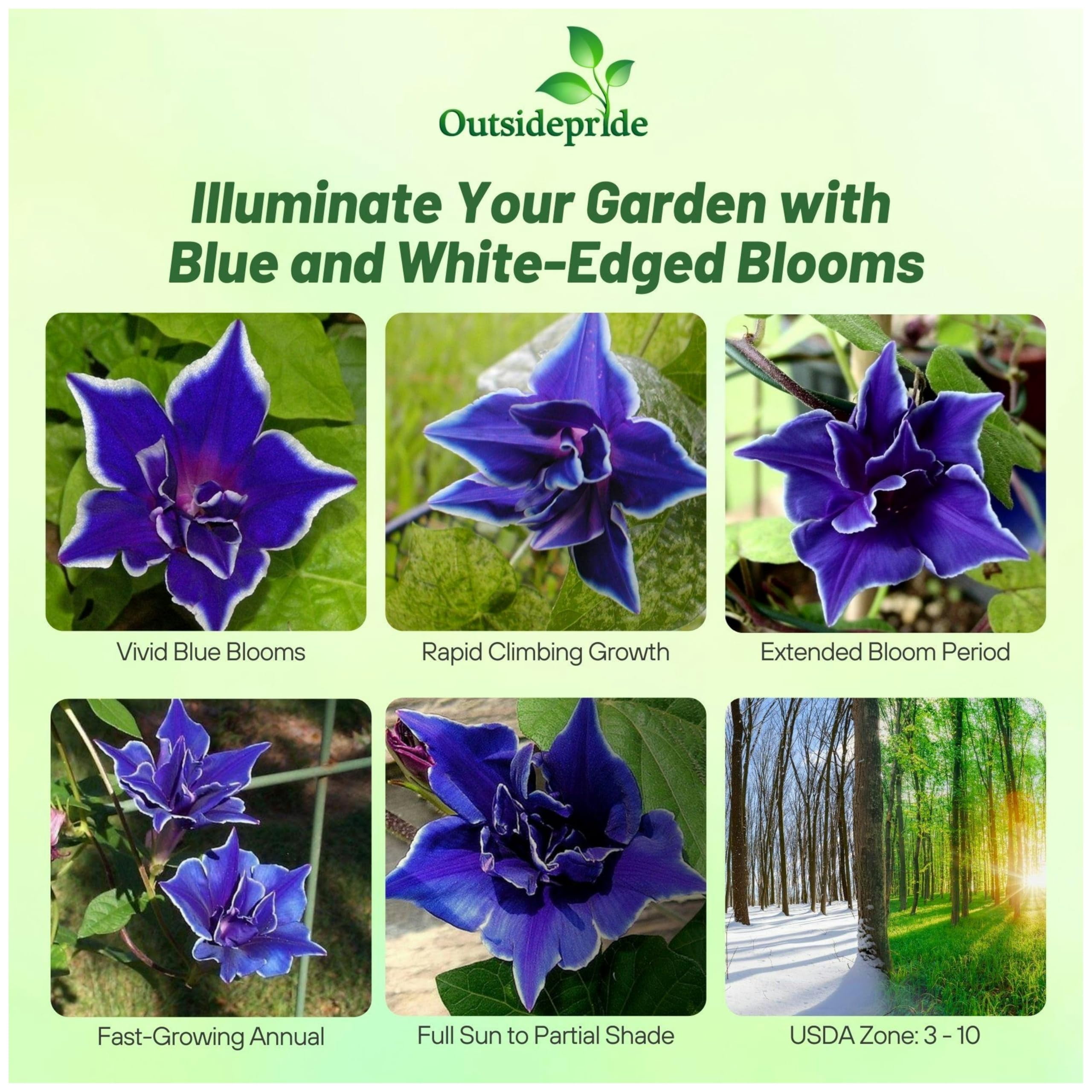 Outsidepride Blue Picotee AJH3 Morning Glory Seeds - 50 Pcs. Annual ...