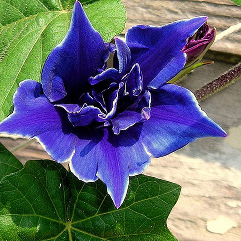 Outsidepride Blue Picotee Morning Glory Seeds - MHD1100 Pcs. Annual ...
