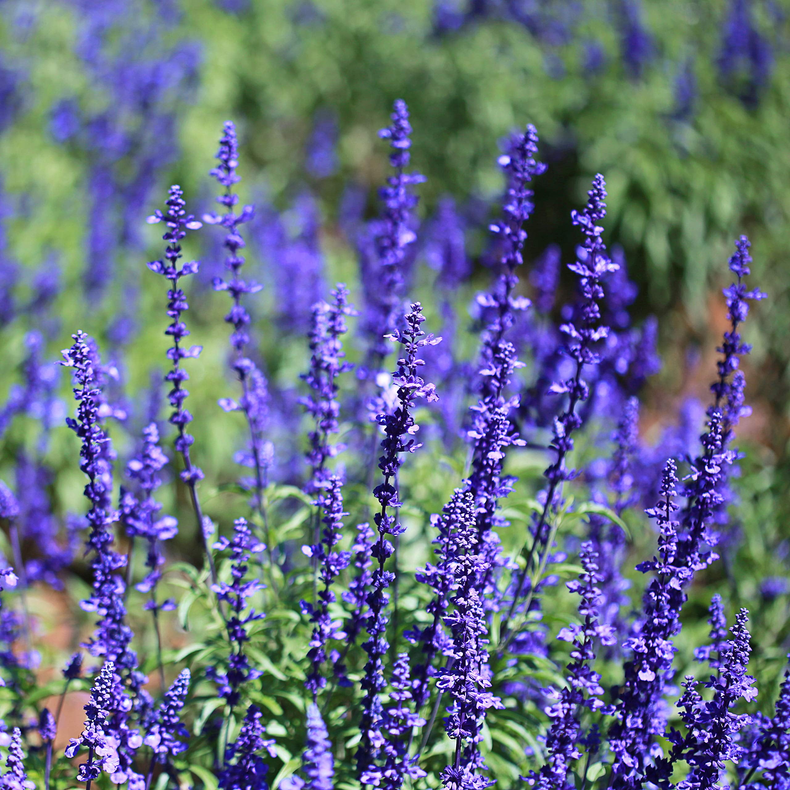 Outsidepride Blue Sage Seeds - 5000 MVR1 Pcs Perennial, Drought ...
