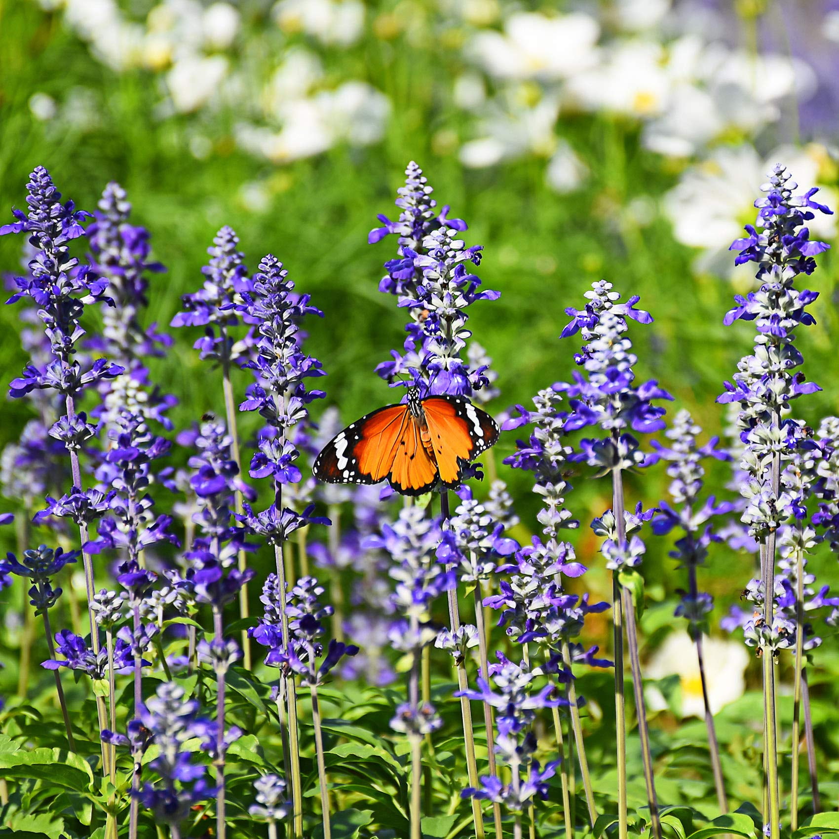 Outsidepride Blue Victory Salvia Seeds - MVR1 1,000 Pcs Perennial ...