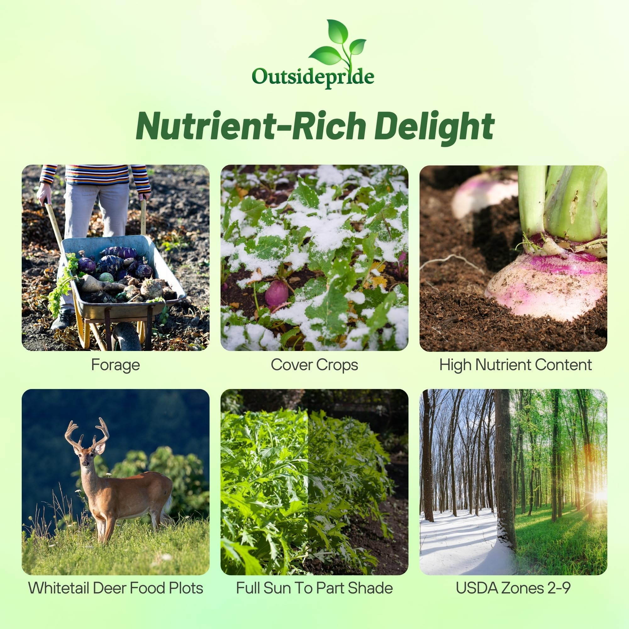 Outsidepride Brassica Rapa Purple Top Turnip Seeds H2FSD- Lbs High ...