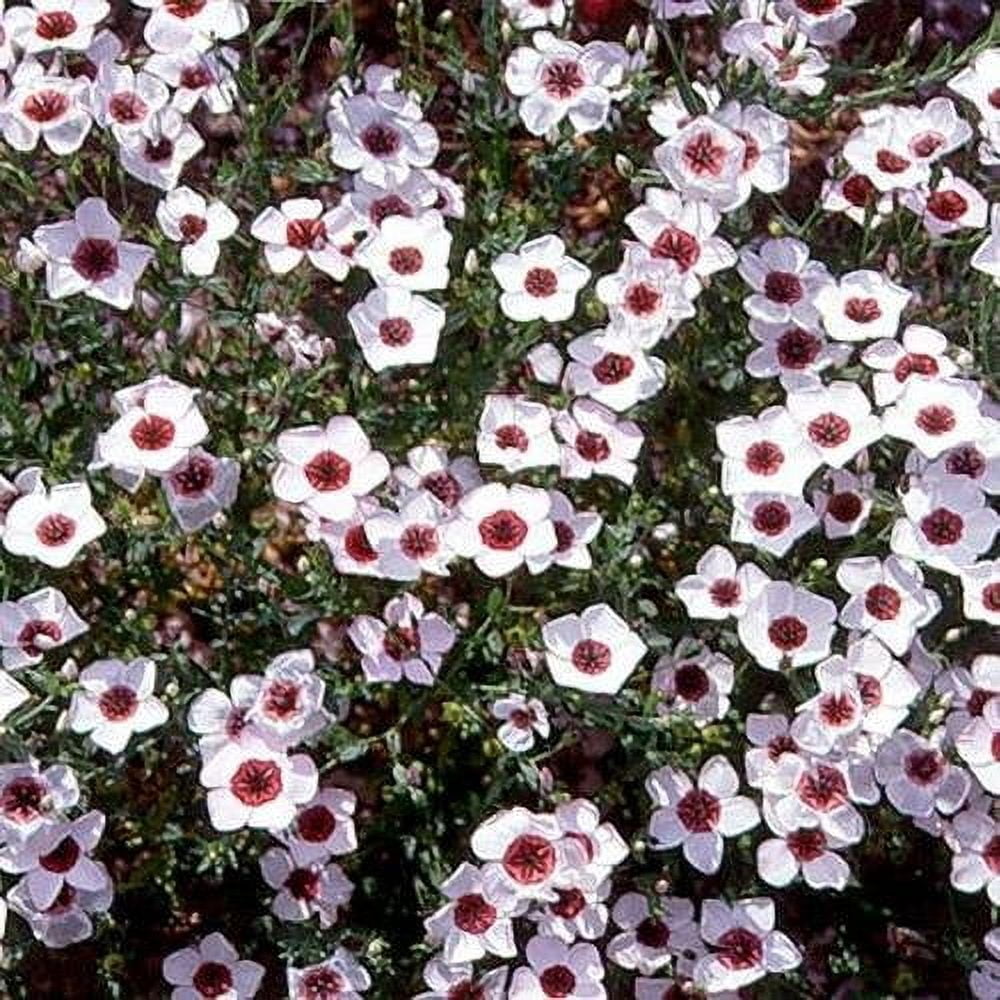 Outsidepride Bright EyesITSC White Flax Seeds - 1000 Pcs Annual Flower ...