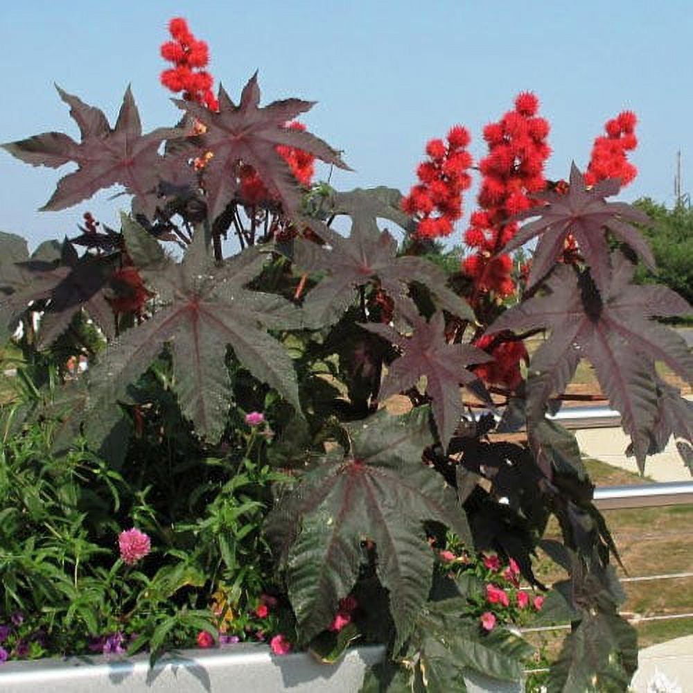 Outsidepride Ricinus Communis Castor Bean Seeds, Bright Red Foliage, 30 ...