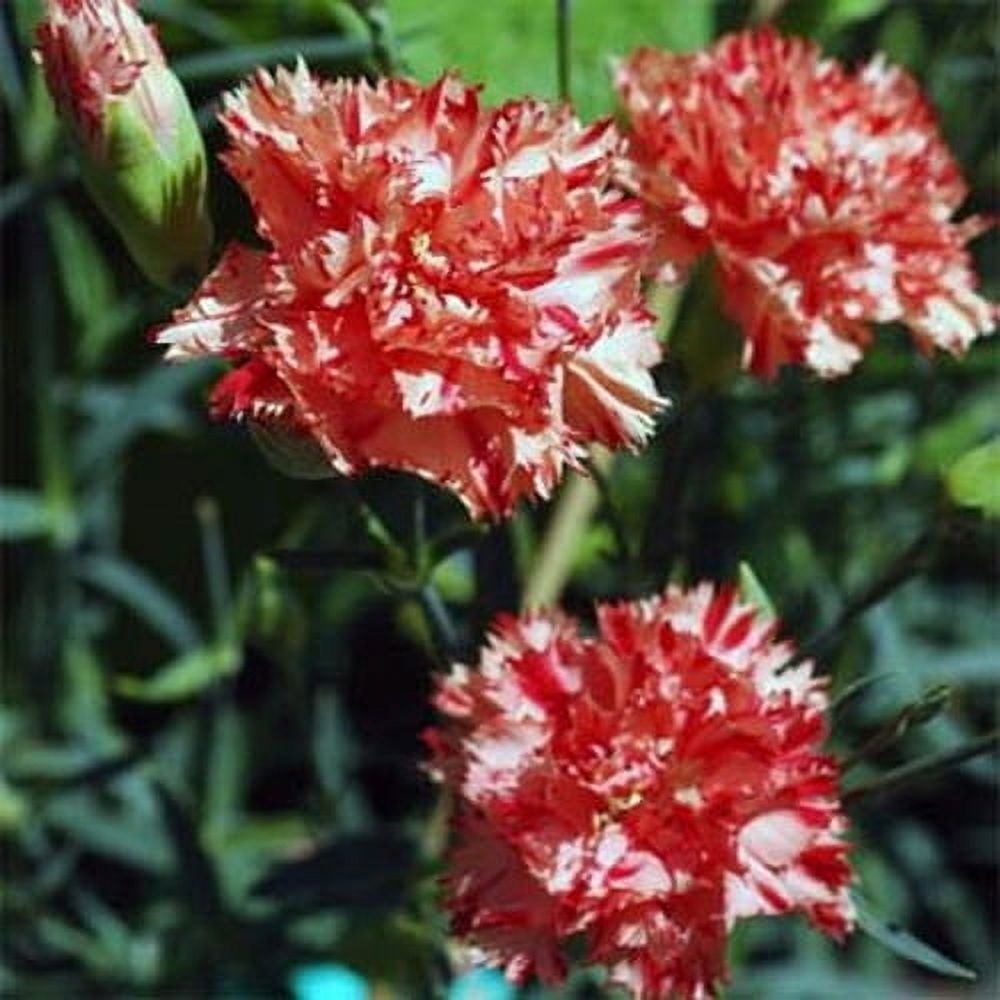 Outsidepride Carnation Chabaud Avranchin - 2000 Seeds - Walmart.com