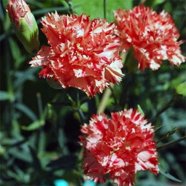 Outsidepride Carnation Chabaud Mix - 2000 Seeds - Walmart.com