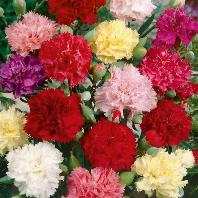 Outsidepride Carnation Chabaud Mix - 2000 Seeds - Walmart.com