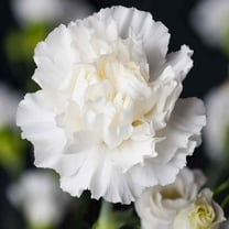 Drought Tolerant Dianthus Arenarius White Ground Cover Plant Seeds ...
