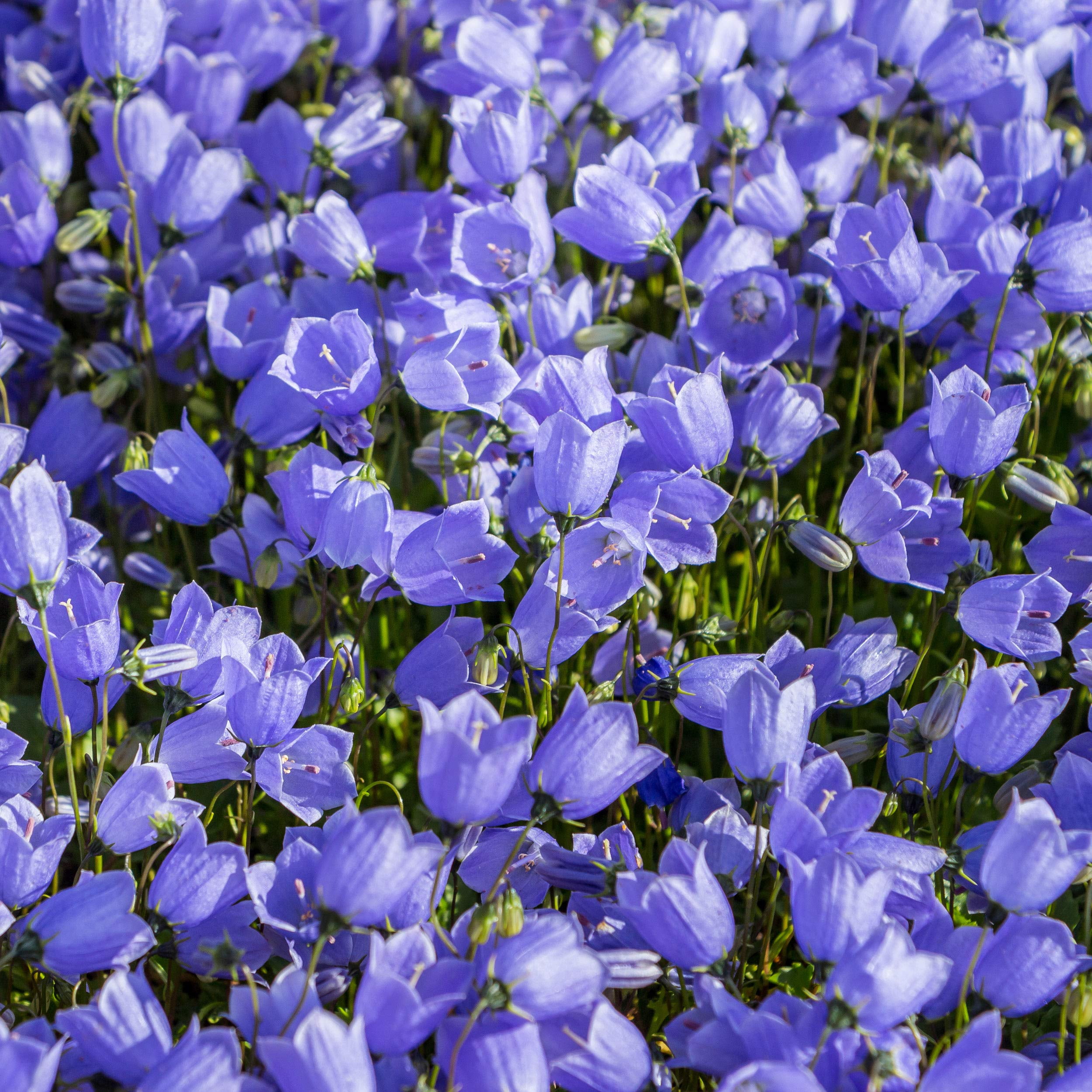 Outsidepride Carpatica Blue Bellflower Seeds for NSD3 Planting - 5000 ...