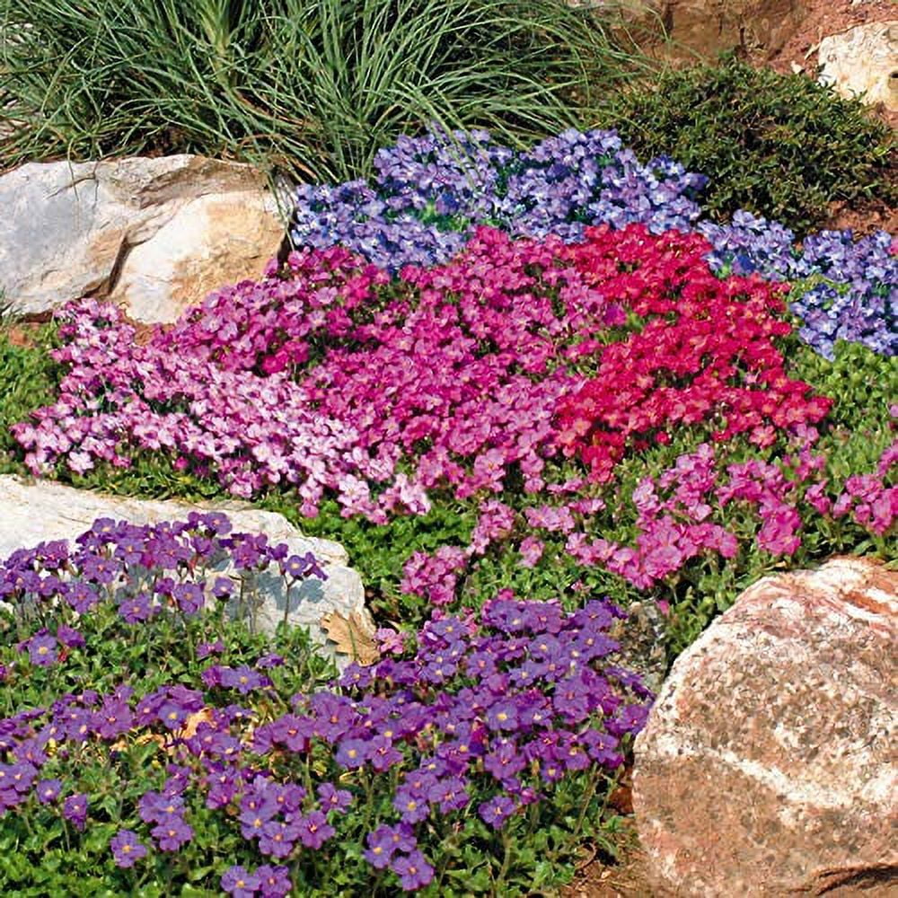 Outsidepride Cascade Mix Aubrieta Rock Cress MVR1 Seeds - 1000 Pcs ...