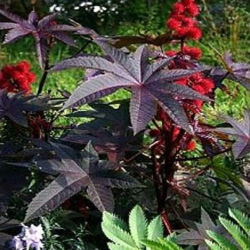 Outsidepride Castor Bean Gibsonii - Scarlet Red Foliage Planting Seeds ...