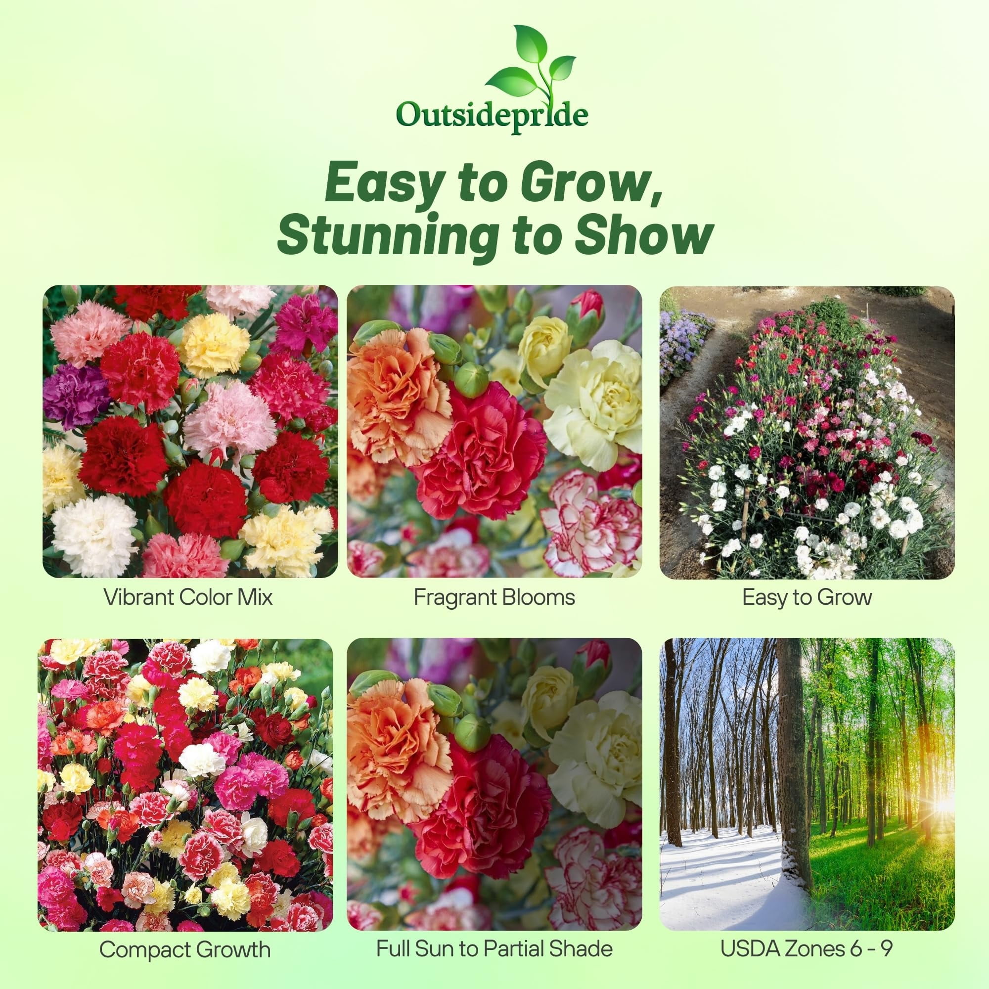 Outsidepride Chabaud Mix FEV6 Carnation Seeds - 1000 Pcs Perennial, to ...