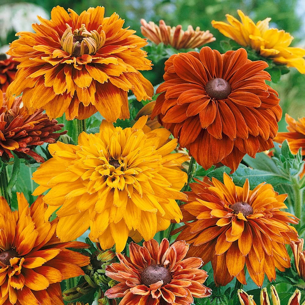 Outsidepride Cherokee Sunset Rudbeckia SSF20 Hirta Seeds - 100 Deer ...