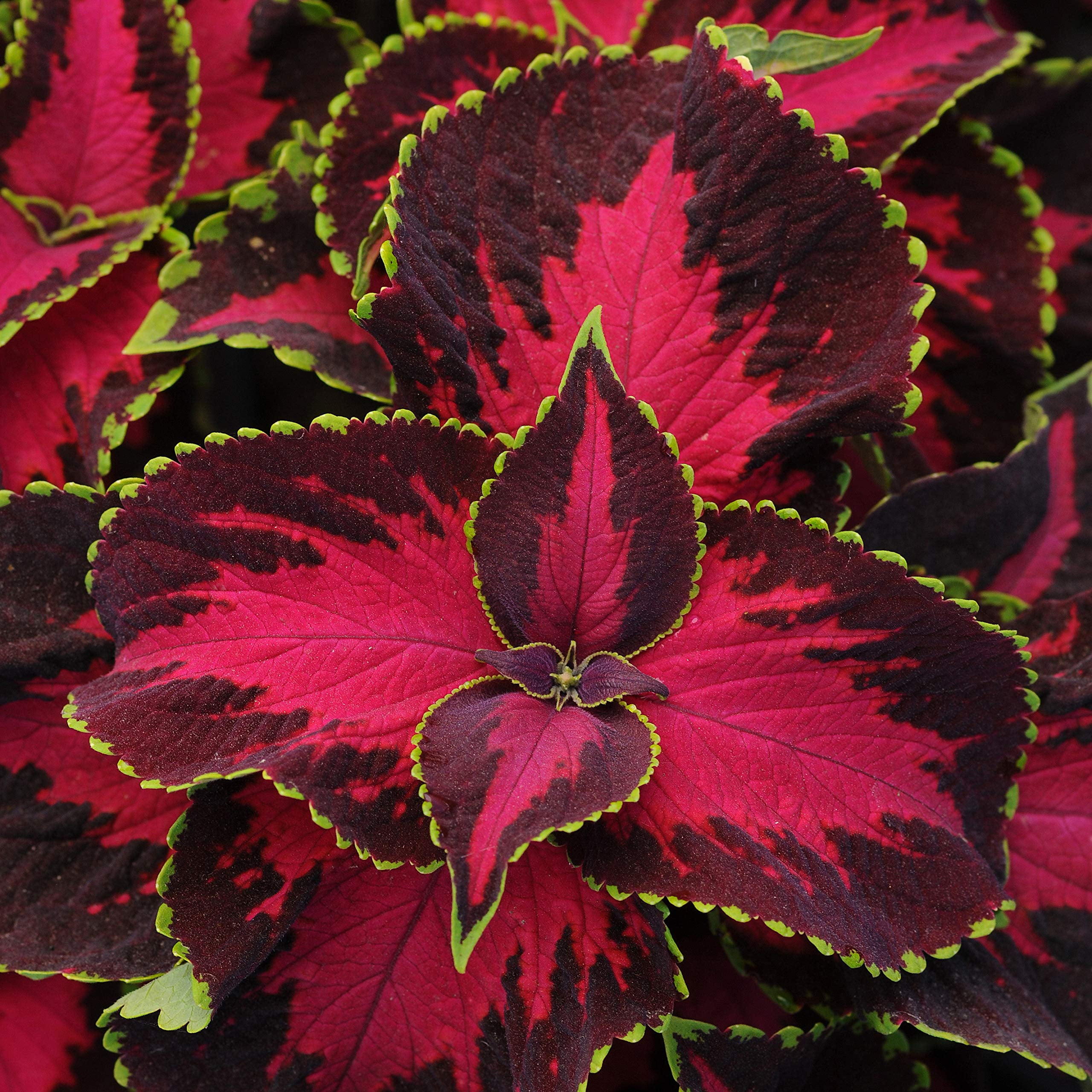Outsidepride Chocolate Cherry Coleus Seeds for SMRPlanting - 10 Pcs ...