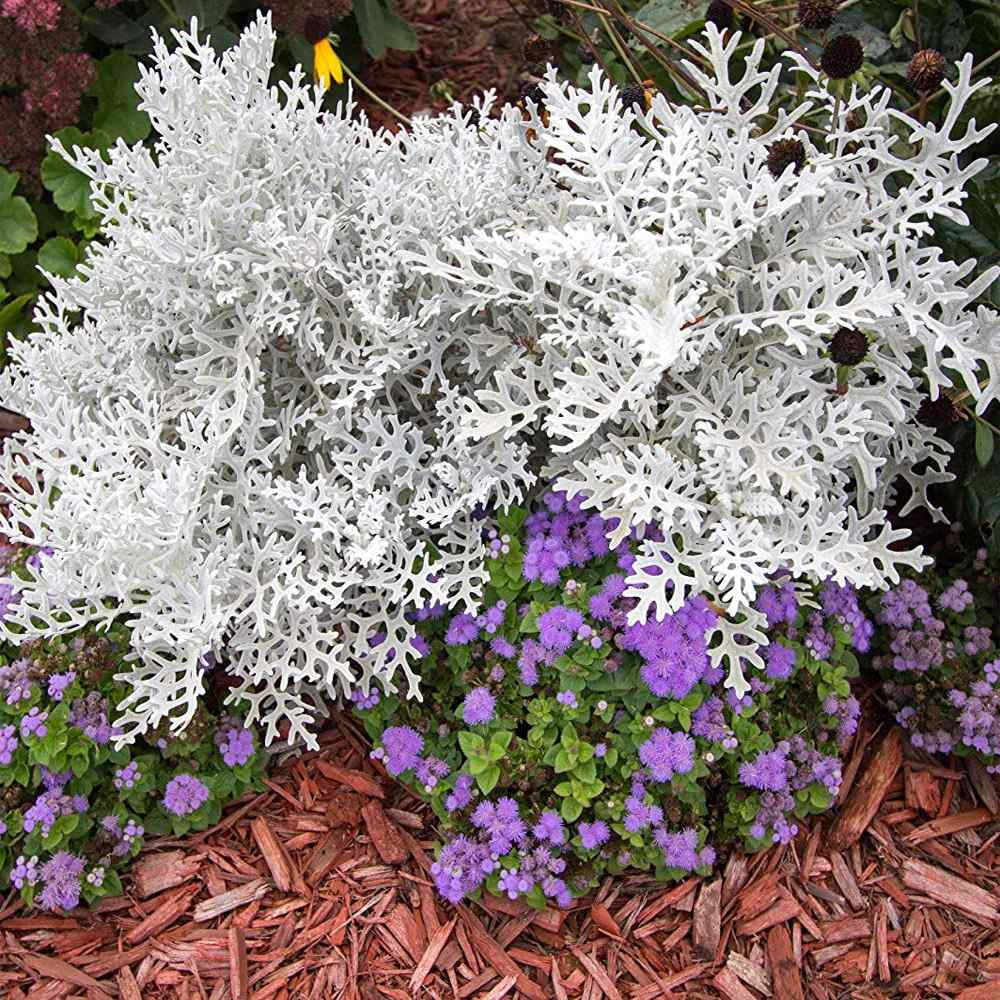 Outsidepride Cineraria Dusty Miller Silverdust - Flower Planting ...
