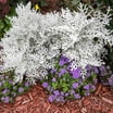 Silverdust Dusty Miller House Plant Seeds (Pelleted) - 1000 Seeds ...