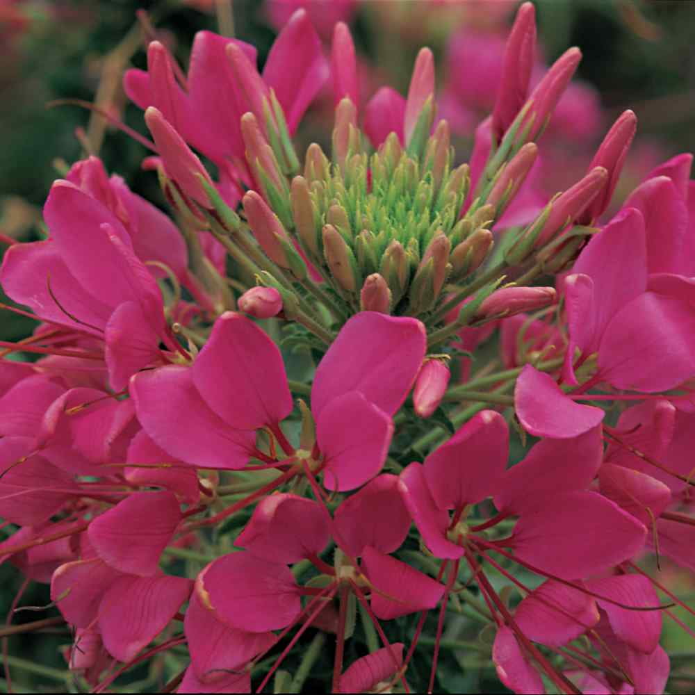 Outsidepride Cleome Rose - 2000 Seeds - Walmart.com