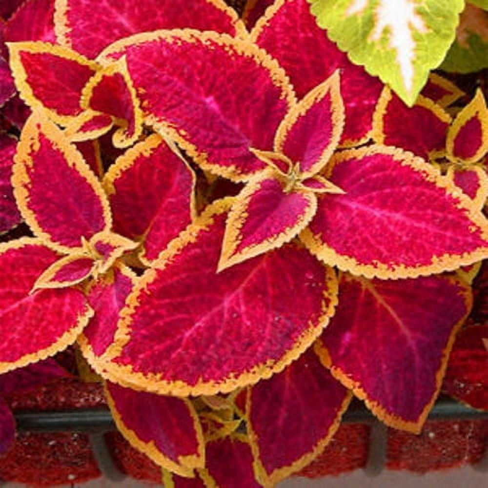 Outsidepride Coleus Jazz Ruby- 200 Seeds - Walmart.com