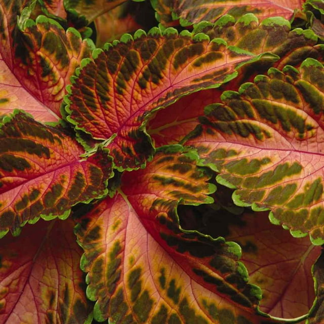 Outsidepride Coleus Wizard Coral Sunrise - 200 Seeds - Walmart.com