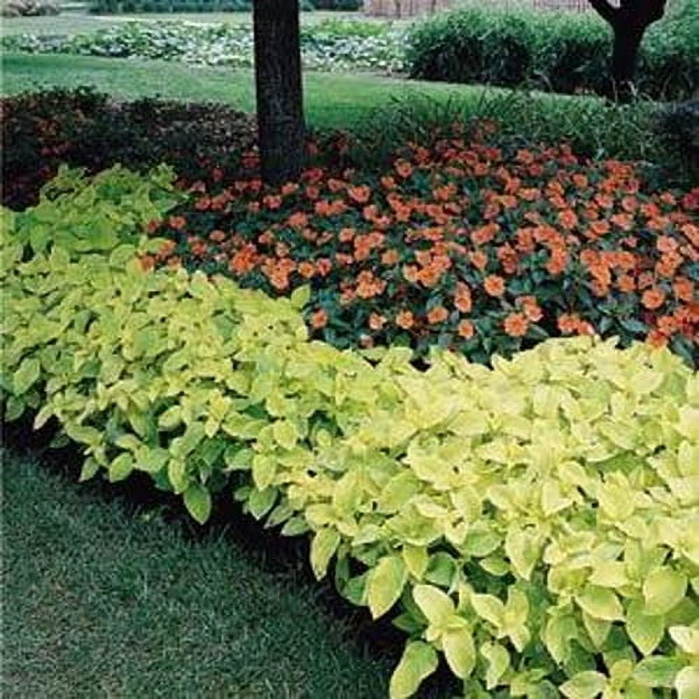 Outsidepride Coleus Wizard Golden Plant - 200 Mid-size Foliaged Seeds ...