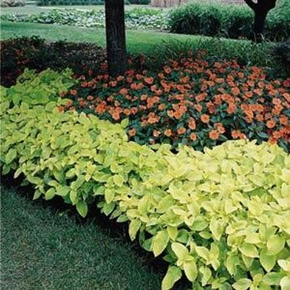 Wizard Mix Coleus