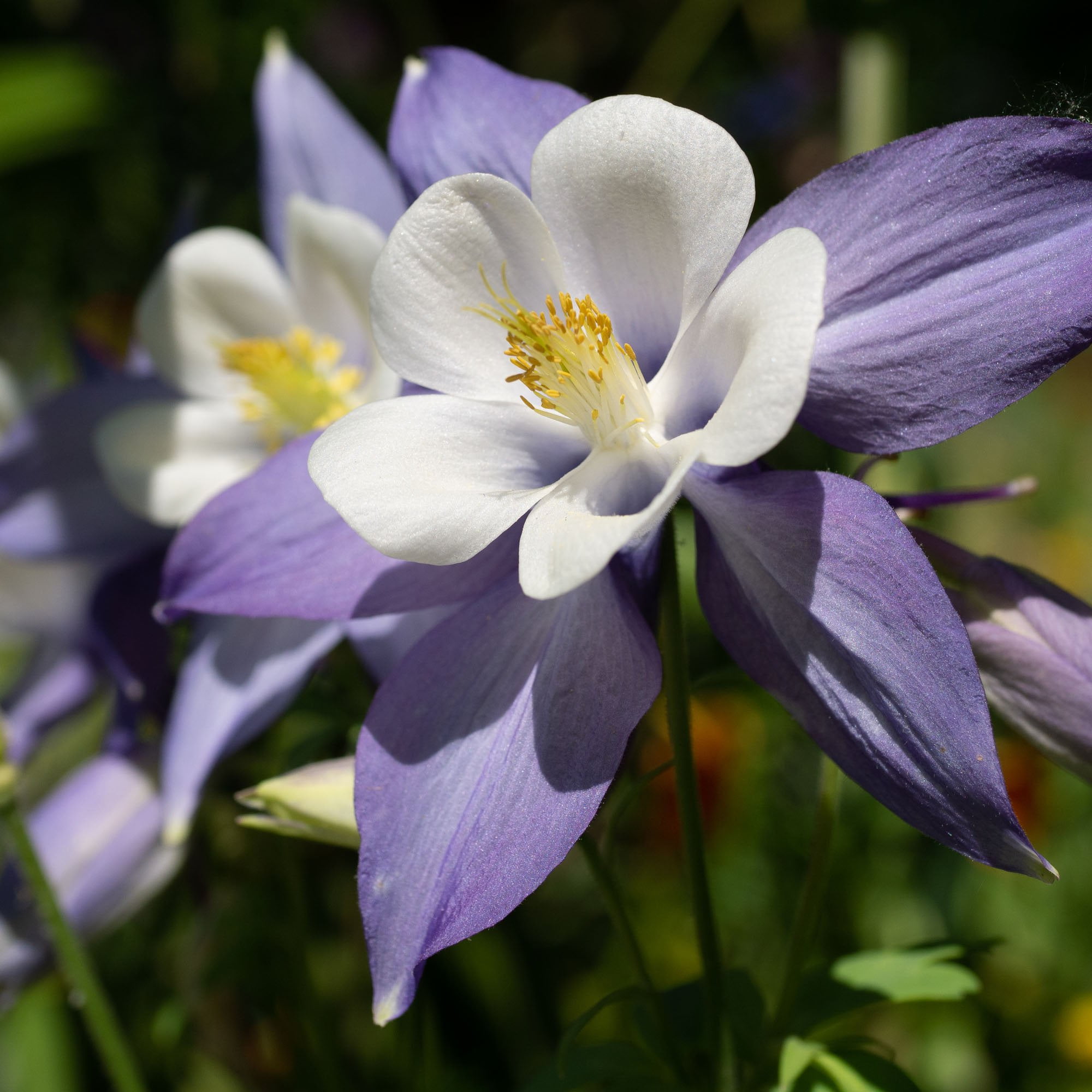 Outsidepride Columbine Blue Star - 2000 Seeds - Walmart.com