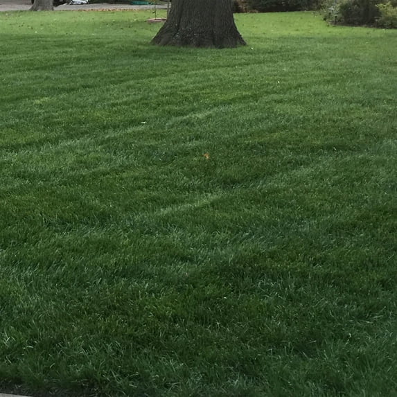 Outsidepride, Turf Grass Seed, 5 lbs, Northern Zone - Walmart.com