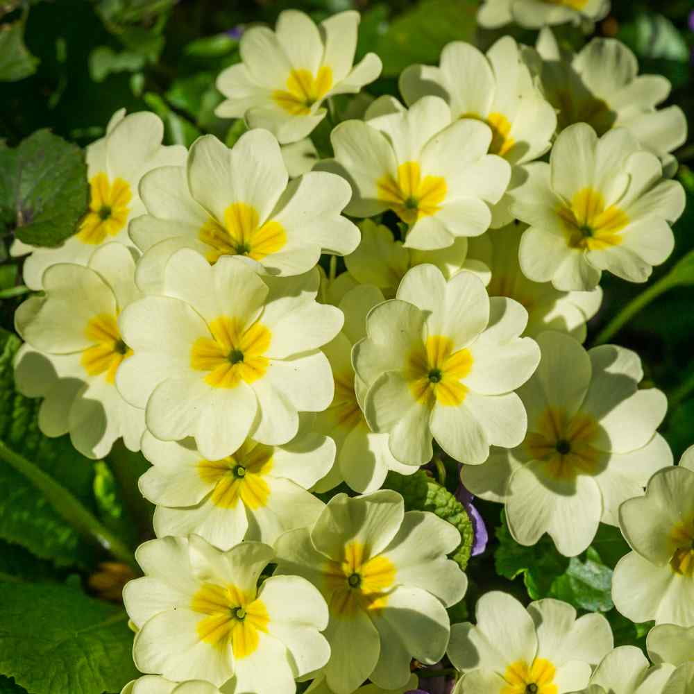 Outsidepride Common Primrose Yellow - 200 Seeds - Walmart.com