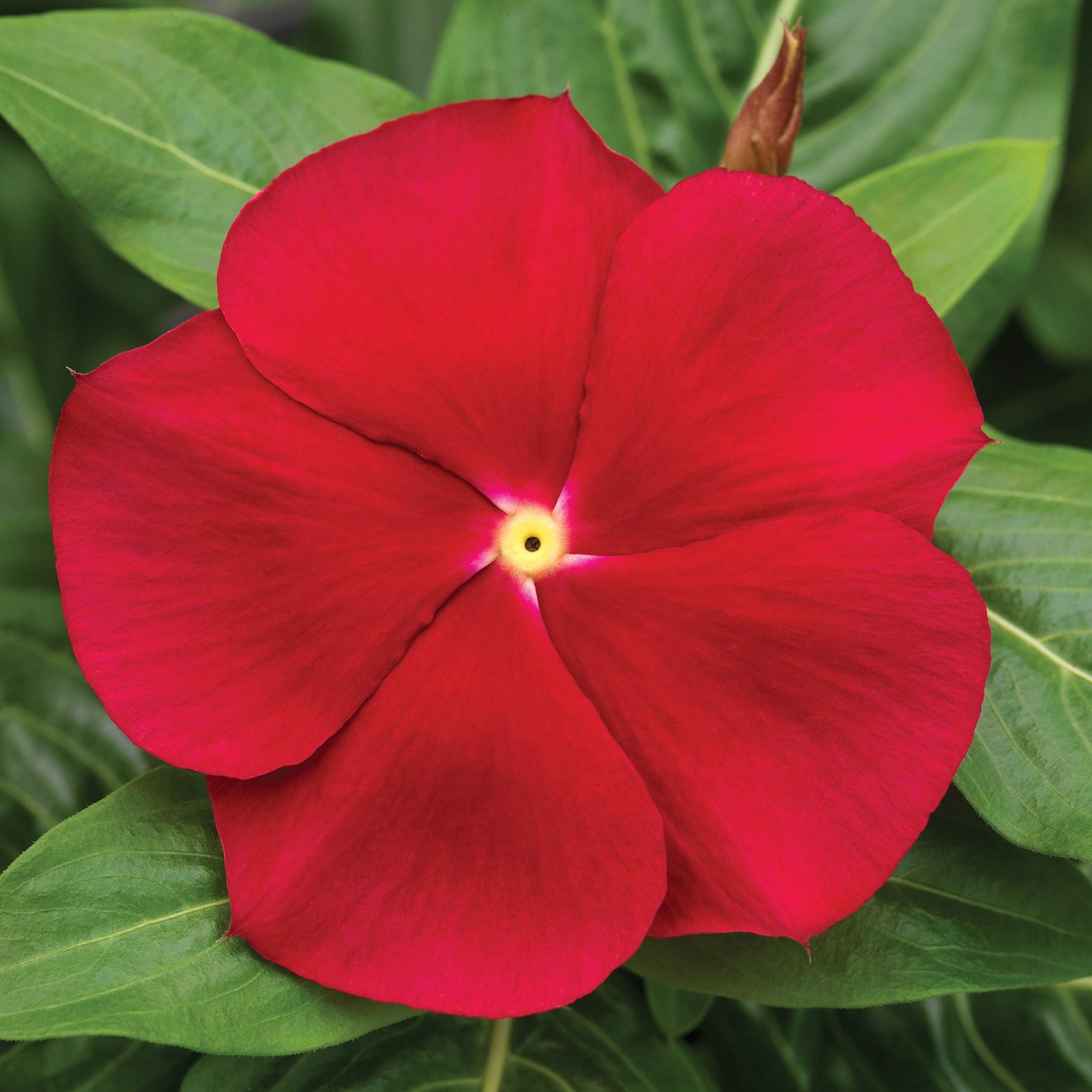 Outsidepride Cora Red Periwinkle Seeds for SMRPlanting - 25 Pcs Annual ...