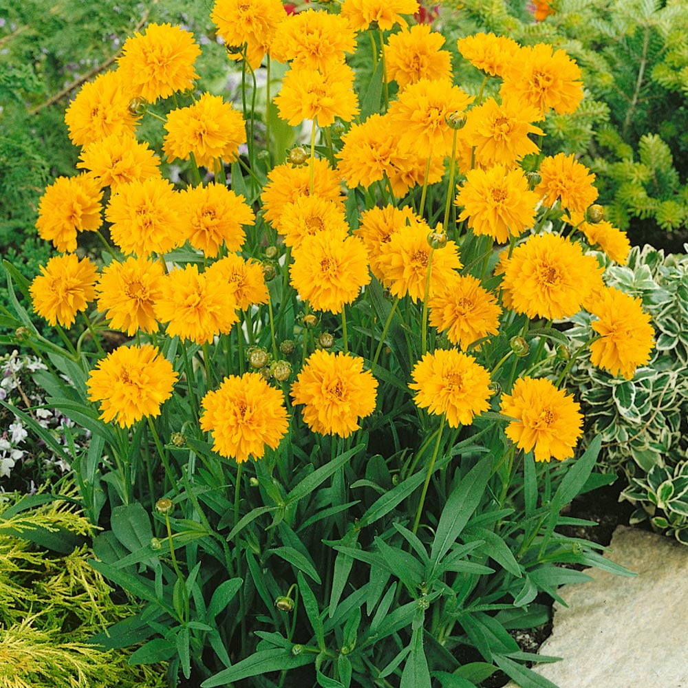 Outsidepride 500 Coreopsis Early Sunrise Plant Seeds, Hardy Perennial ...