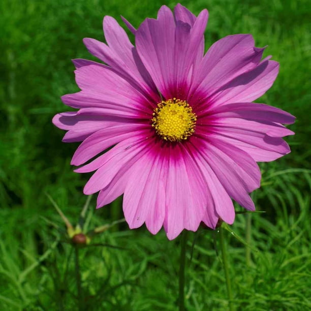 Outsidepride Cosmos Bipinnatus Gloria - 2000 Seeds - Walmart Business ...