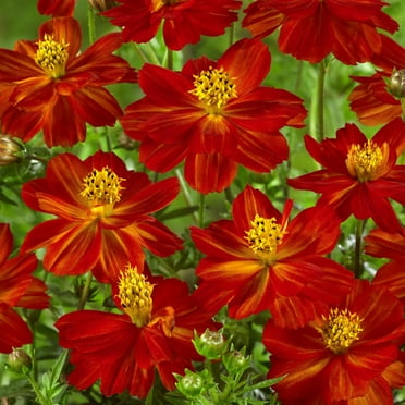 Drought Tolerant Cosmos Bipinnatus Sonata Purple Garden Flower Plant ...