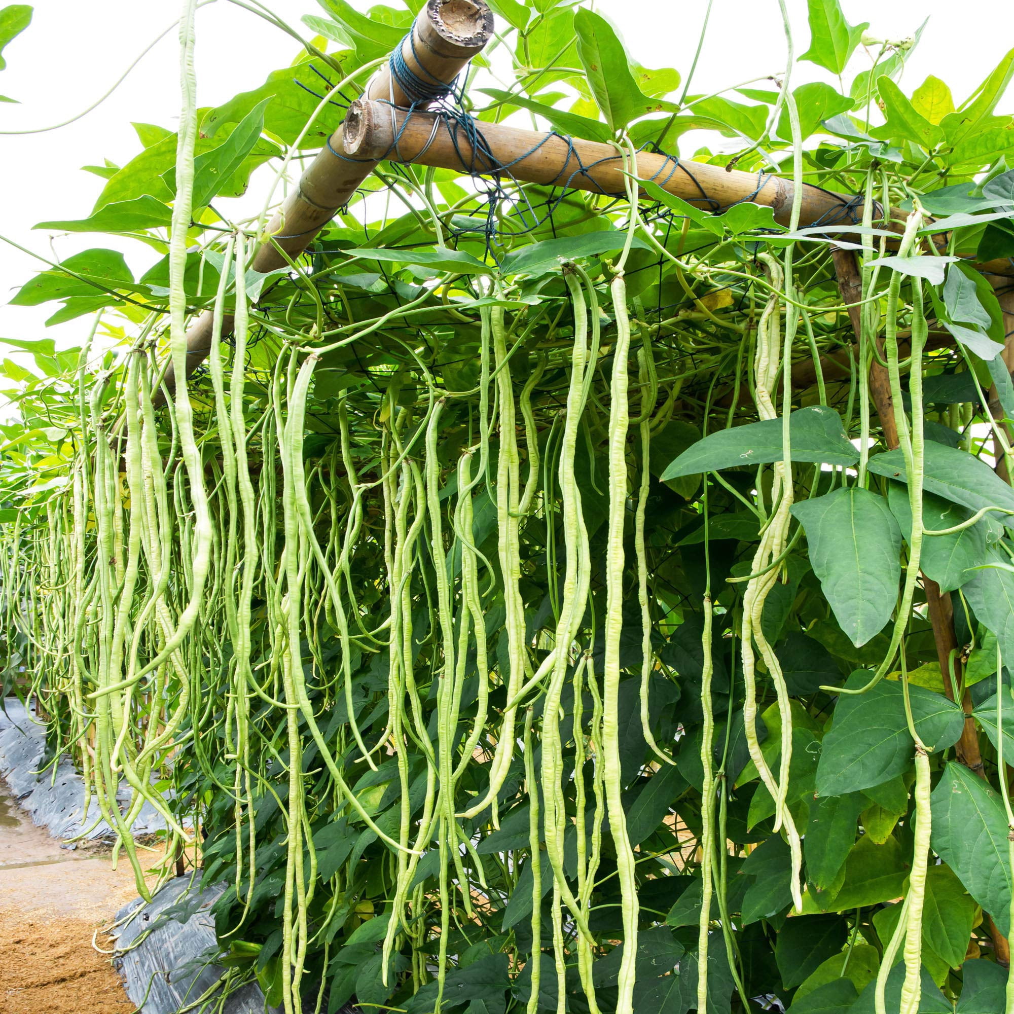 Outsidepride Cowpeas Seeds - 5 lbs MVR1 Heat & Drought-Tolerant ...