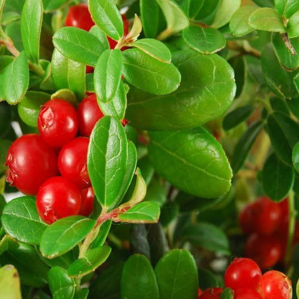 Outsidepride Cranberry Seeds - 250 Pcs. MTN1 Perennial, Easy to Low ...