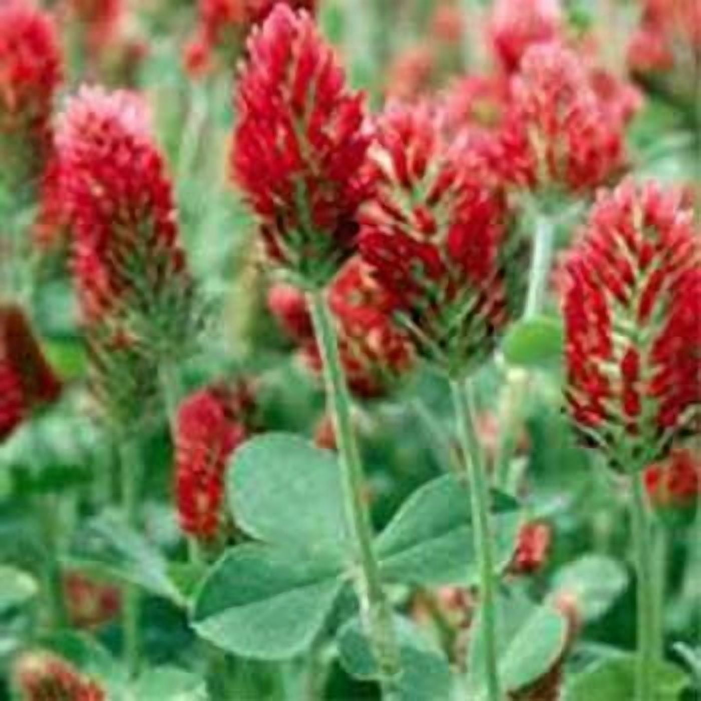 Outsidepride Crimson Clover Seeds JKF25 - 5 lbs. Annual, Nitrocoated ...
