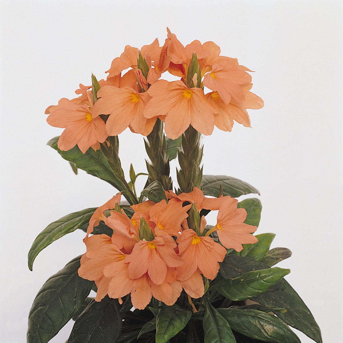 Outsidepride Crossandra Tropic Flame - 30 Seeds - Walmart.com