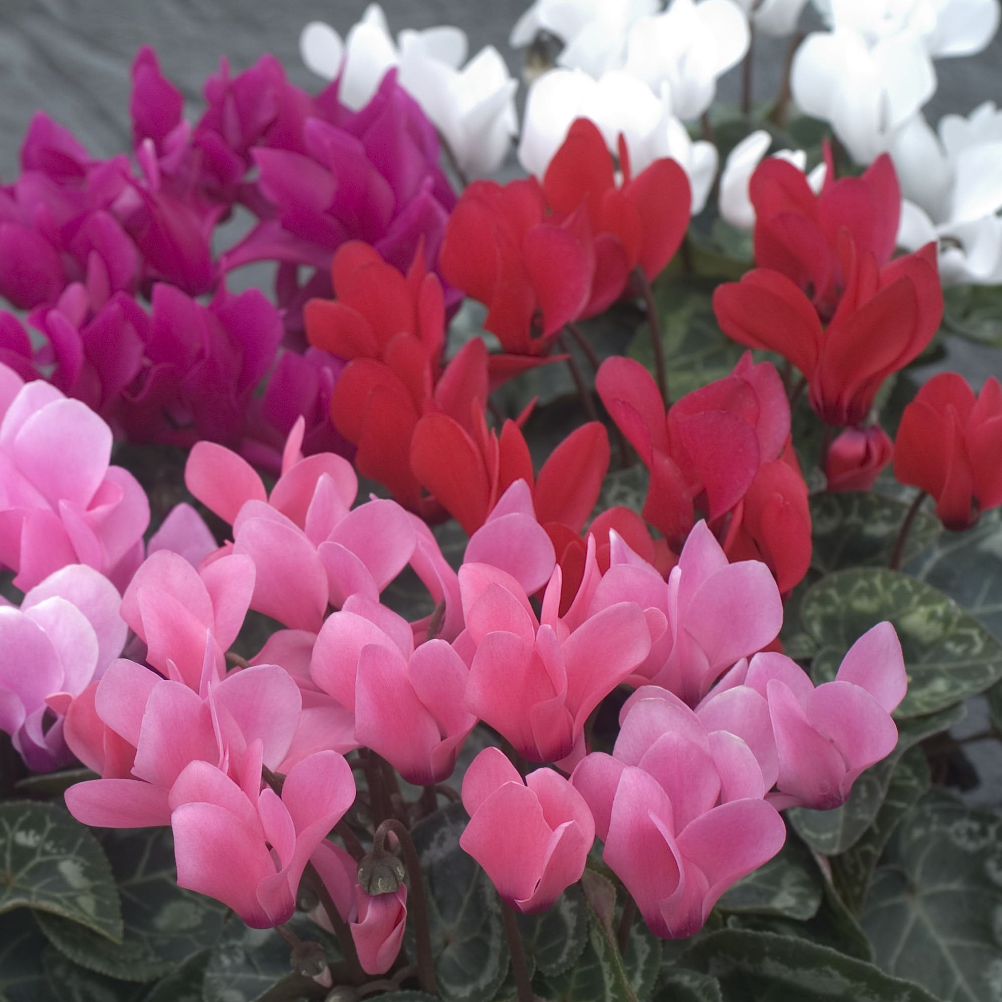 Outsidepride Cyclamen Royal Mini - 20 Seeds - Walmart.com