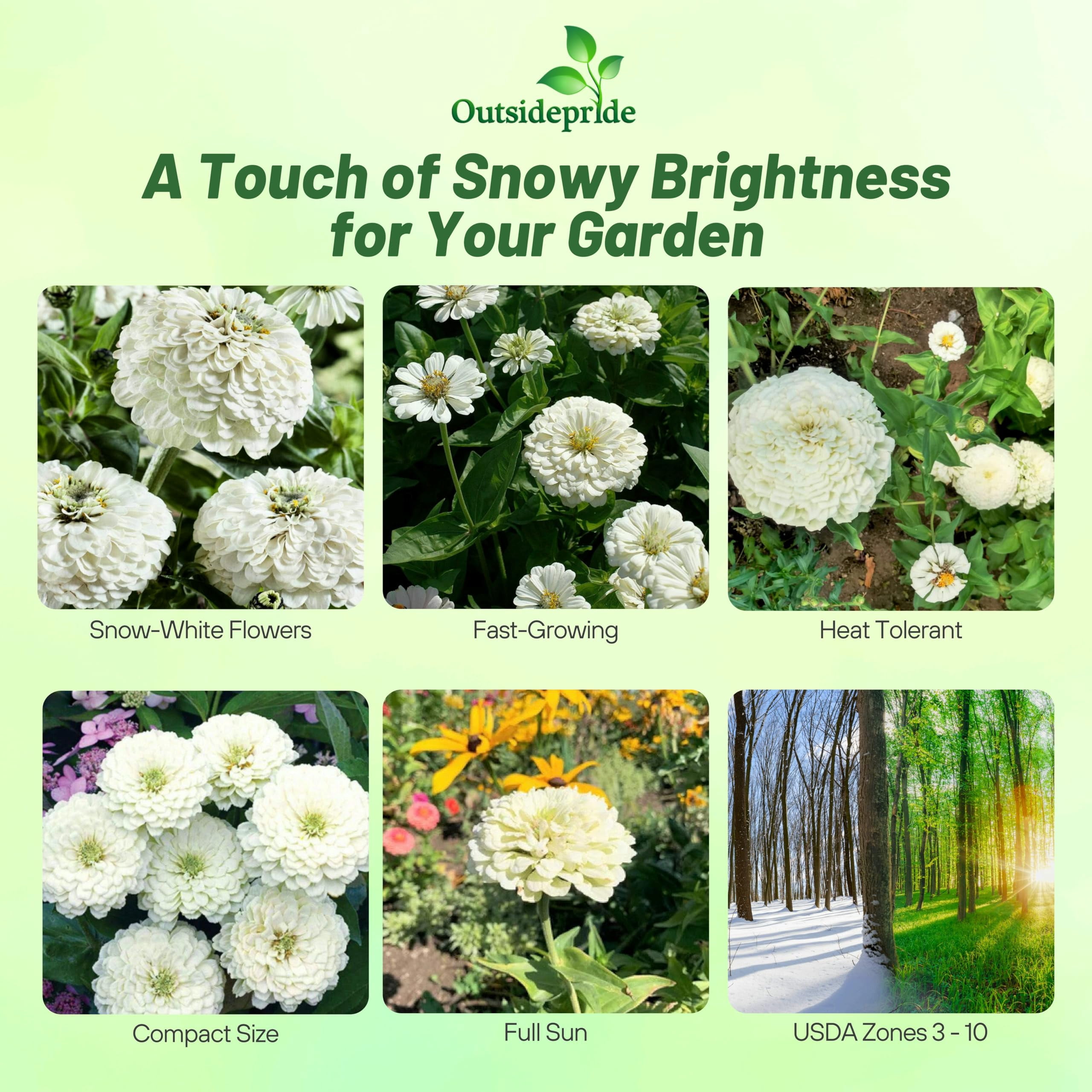 Outsidepride Dahlia Flowered AJH3 Polar Bear Zinnia Seeds - 1000 Pcs ...