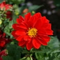Outsidepride Dahlia Opera Red - 400 Seeds - Walmart.com